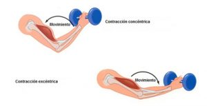 Entrenamiento-excentrico-la-importancia-de-realizar-ejercicios-de ...