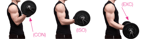 Entrenamiento-excentrico-la-importancia-de-realizar-ejercicios-de ...